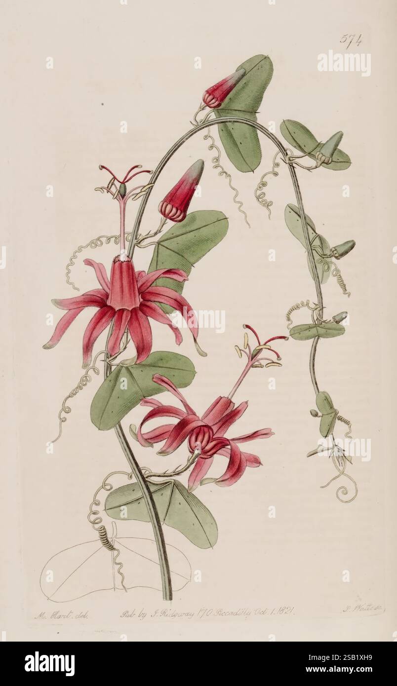 The Botanical Register, London, Printed for James Ridgway, 1815-1828 ...