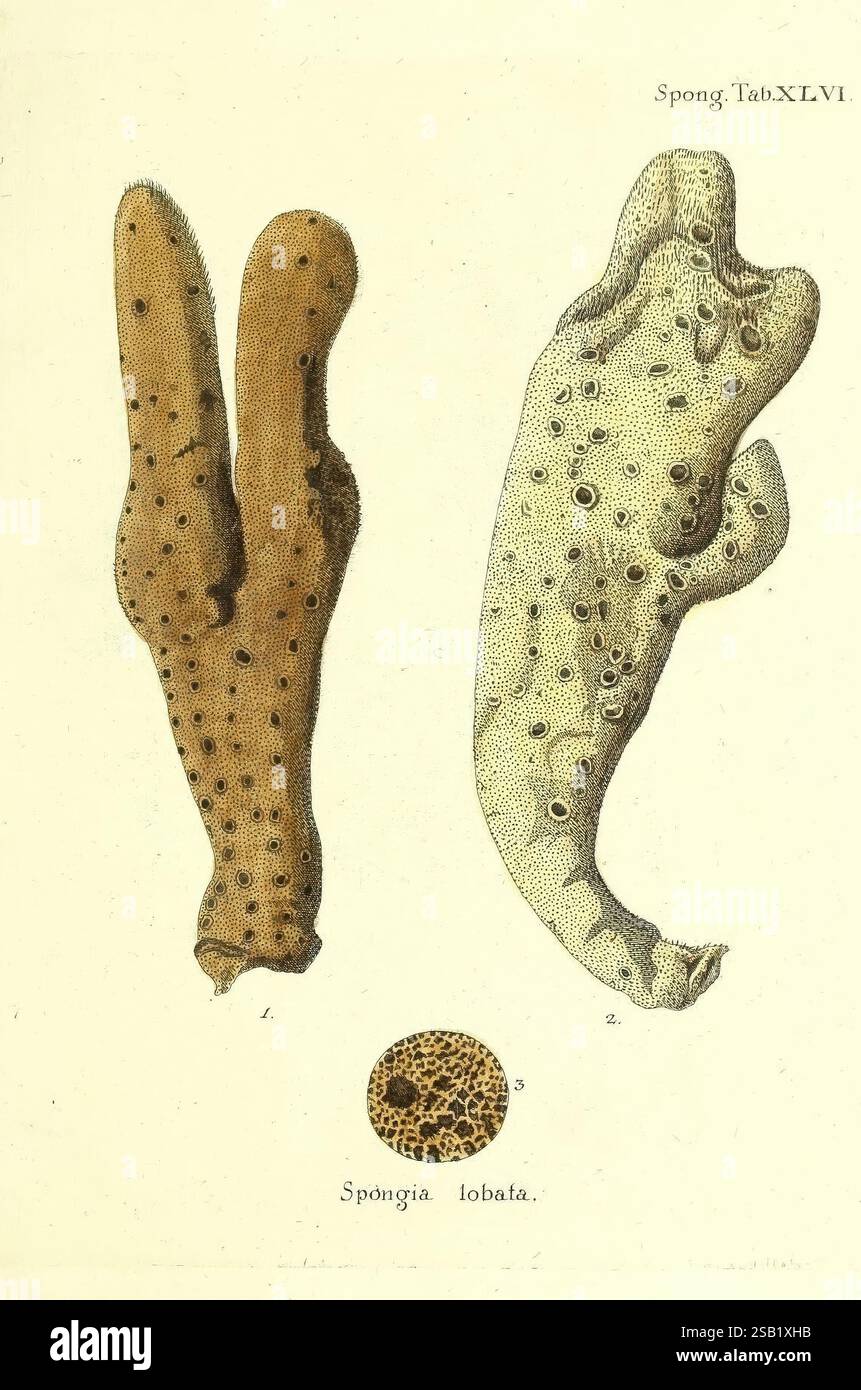 Species spongia lobata hi-res stock photography and images - Alamy