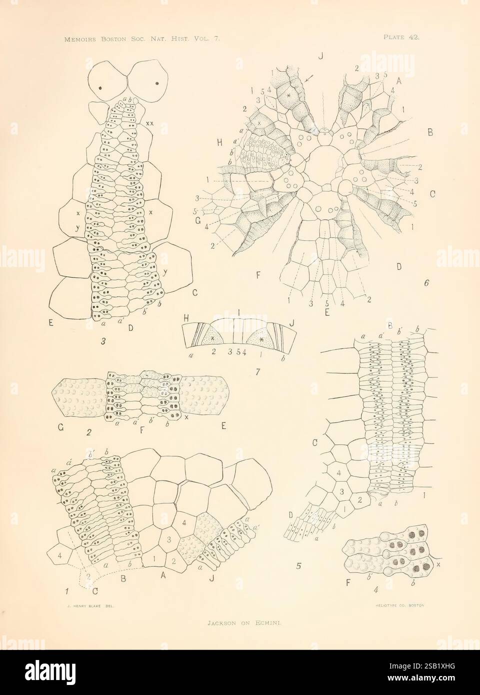Phylogeny of the Echini, Boston, The Society, 1912, paleontology ...