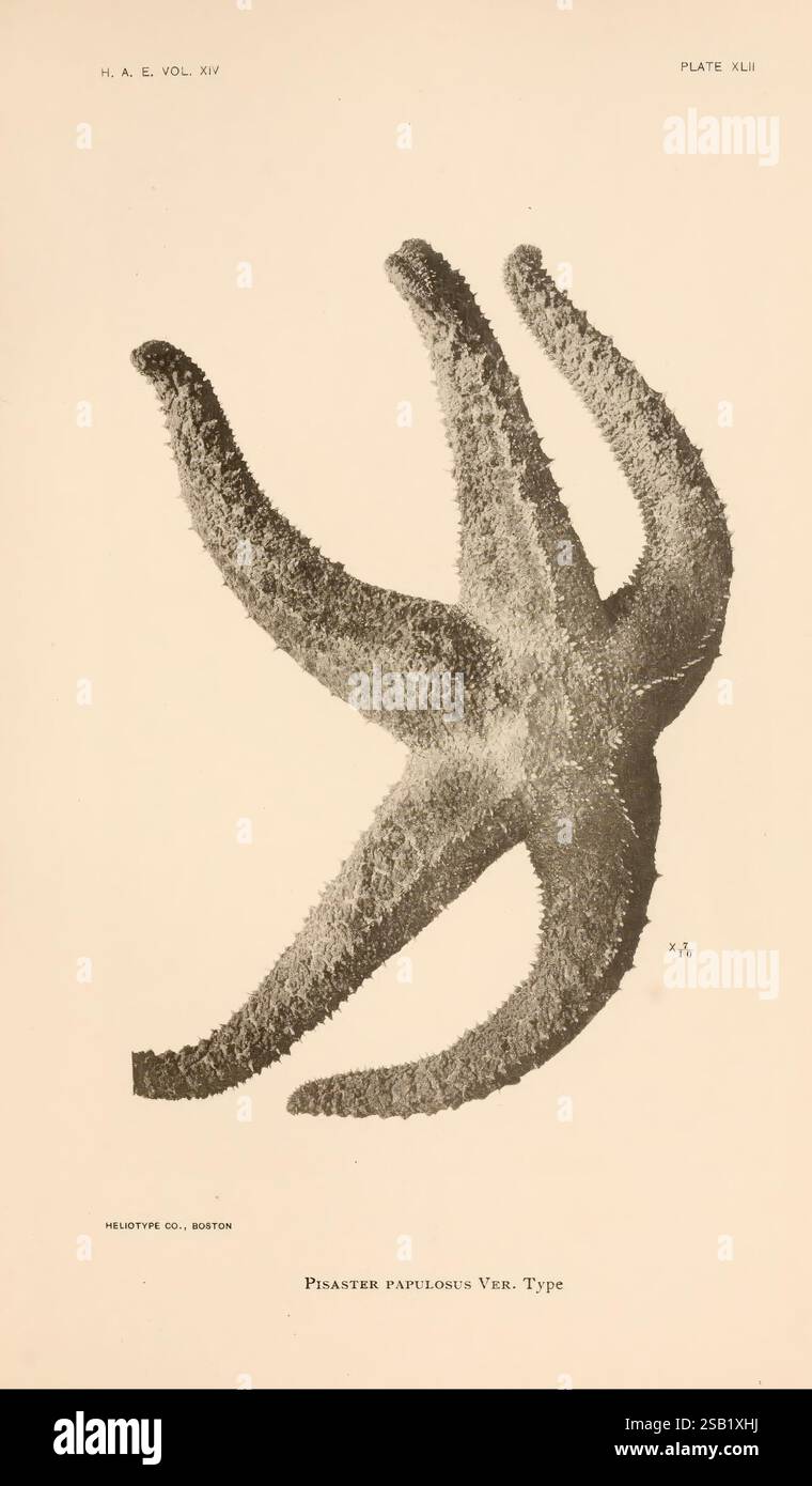 Starfishs unique morphology highlights hi-res stock photography and ...