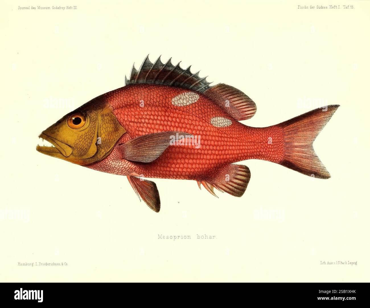 Andrew Garrett's Fische der Südsee, Hamburg, L. Friederichsen & Co ...