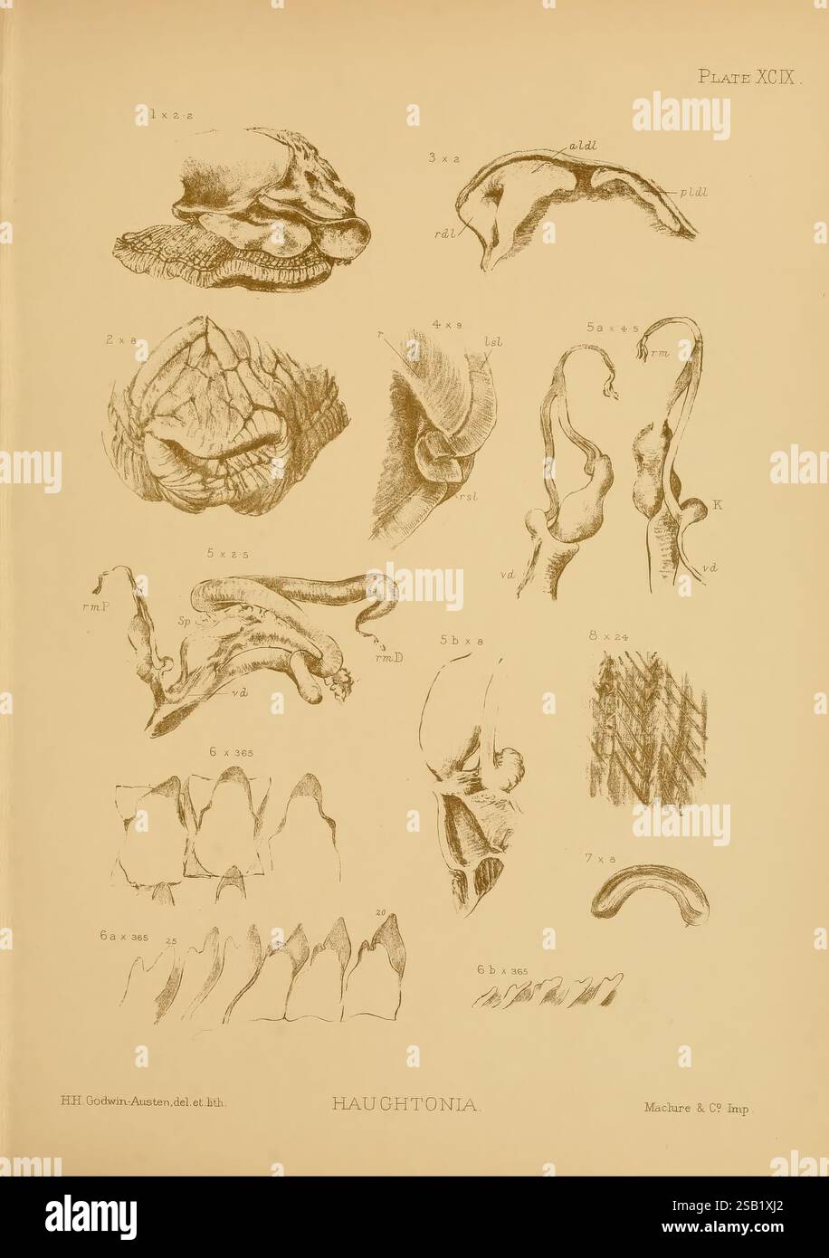 Labeled sketch highlights specific characteristics hi-res stock ...