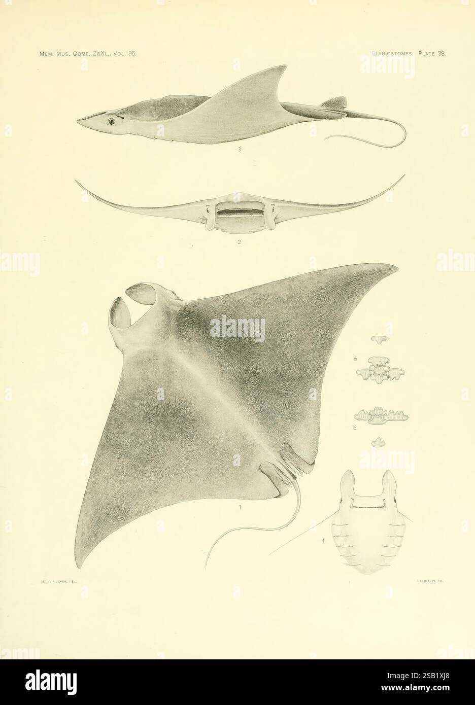 The Plagiostomia, Sharks, Skates, and Rays Cambridge, U.S.A, 1913 ...