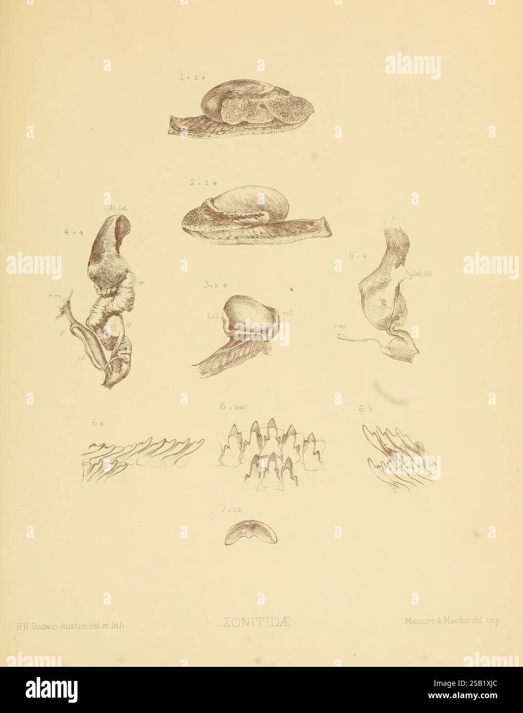 Organisms depict hi-res stock photography and images - Alamy