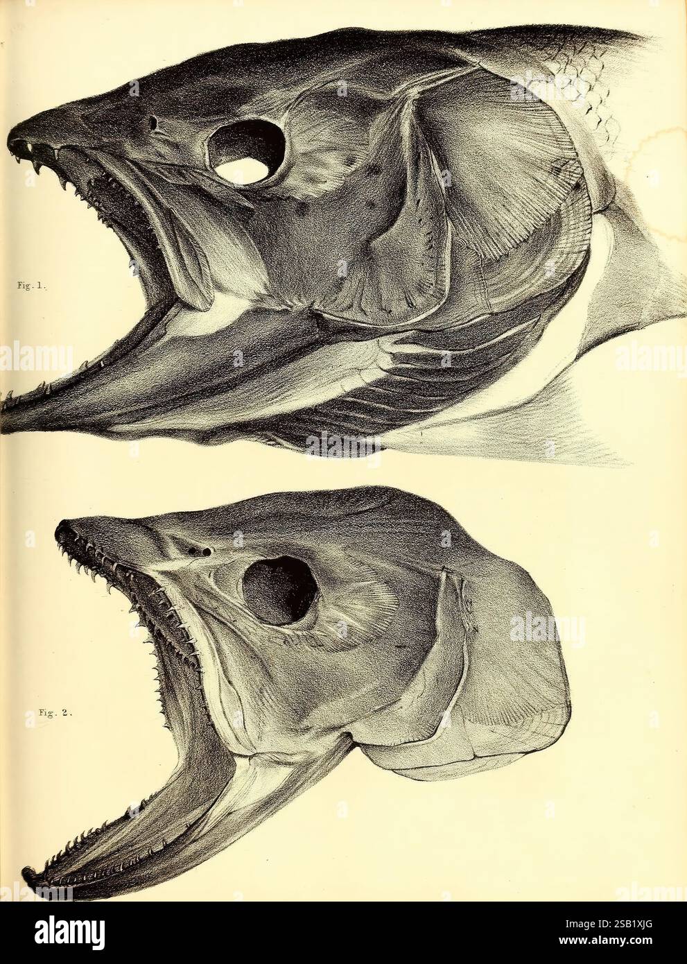 Pronounced jaw structure hi-res stock photography and images - Alamy