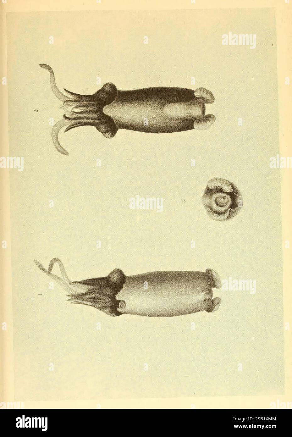 The Cephalopod Atlas, 1975, Cephalopoda, Spirula australis, Spirula ...