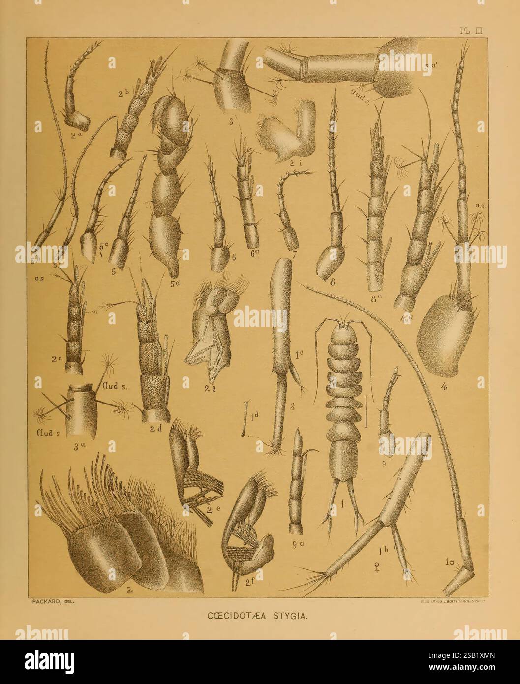 Labeled figure presents intricate variations hi-res stock photography ...