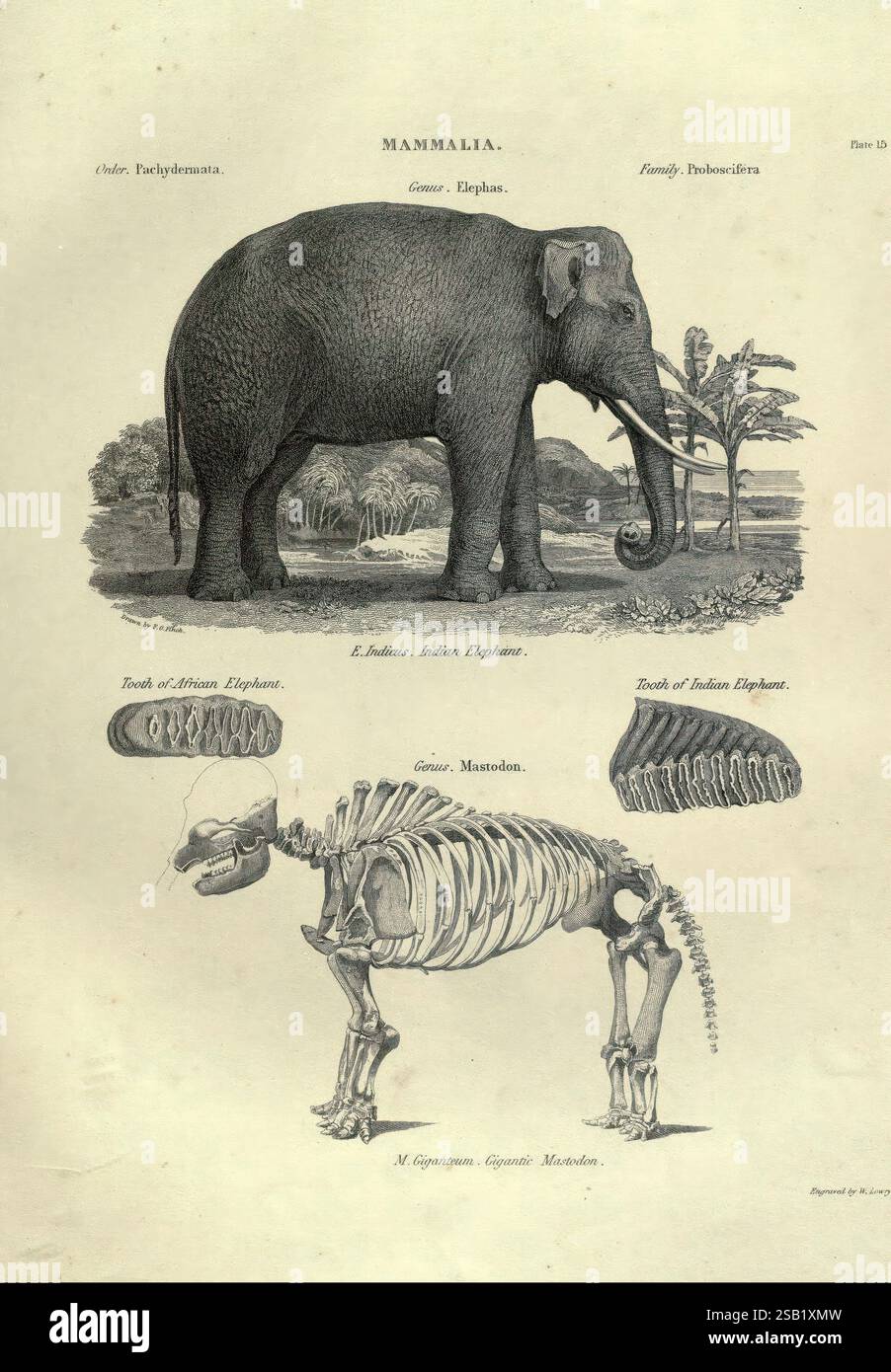 Illustrations of zoology Glasgow John Joseph Griffin and Co. 1851 ...