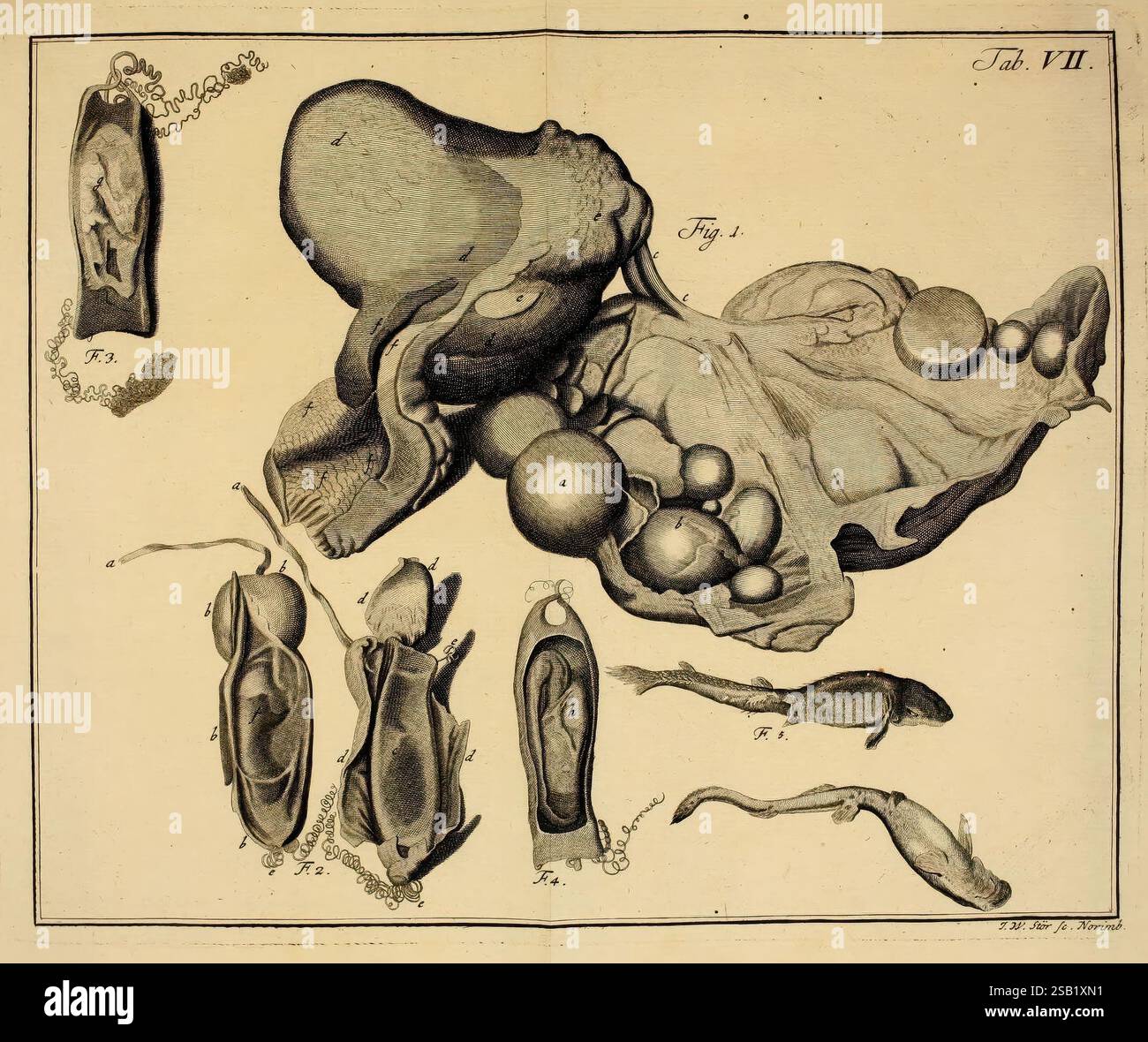 Litteris schreiberianis hi-res stock photography and images - Alamy