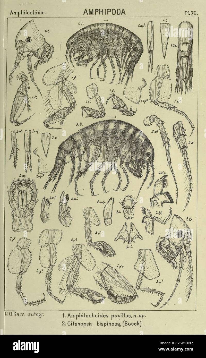 Amphilochoides hi-res stock photography and images - Alamy