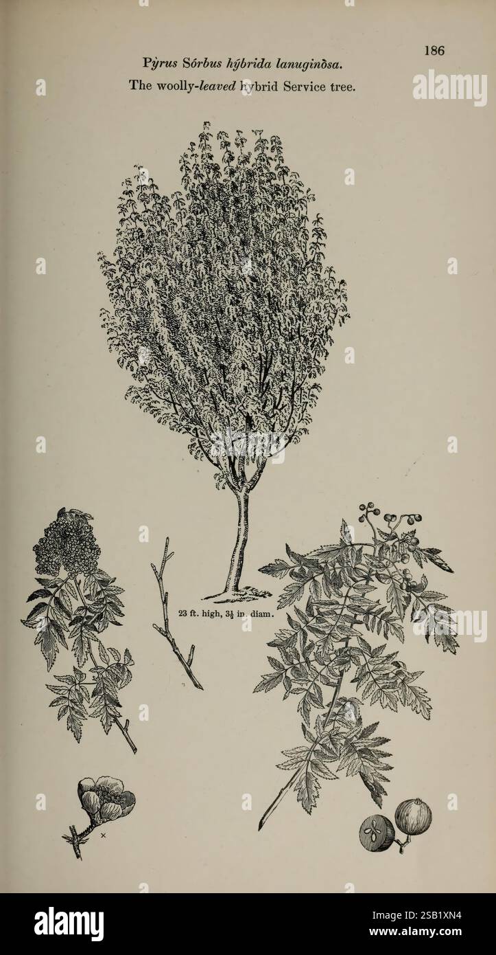 Woolly leaved hybrid service tree hi-res stock photography and images ...