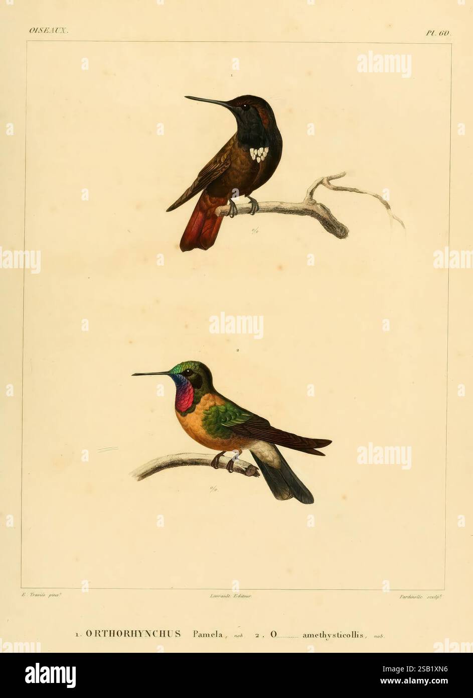 Second hummingbird displays hi-res stock photography and images - Alamy