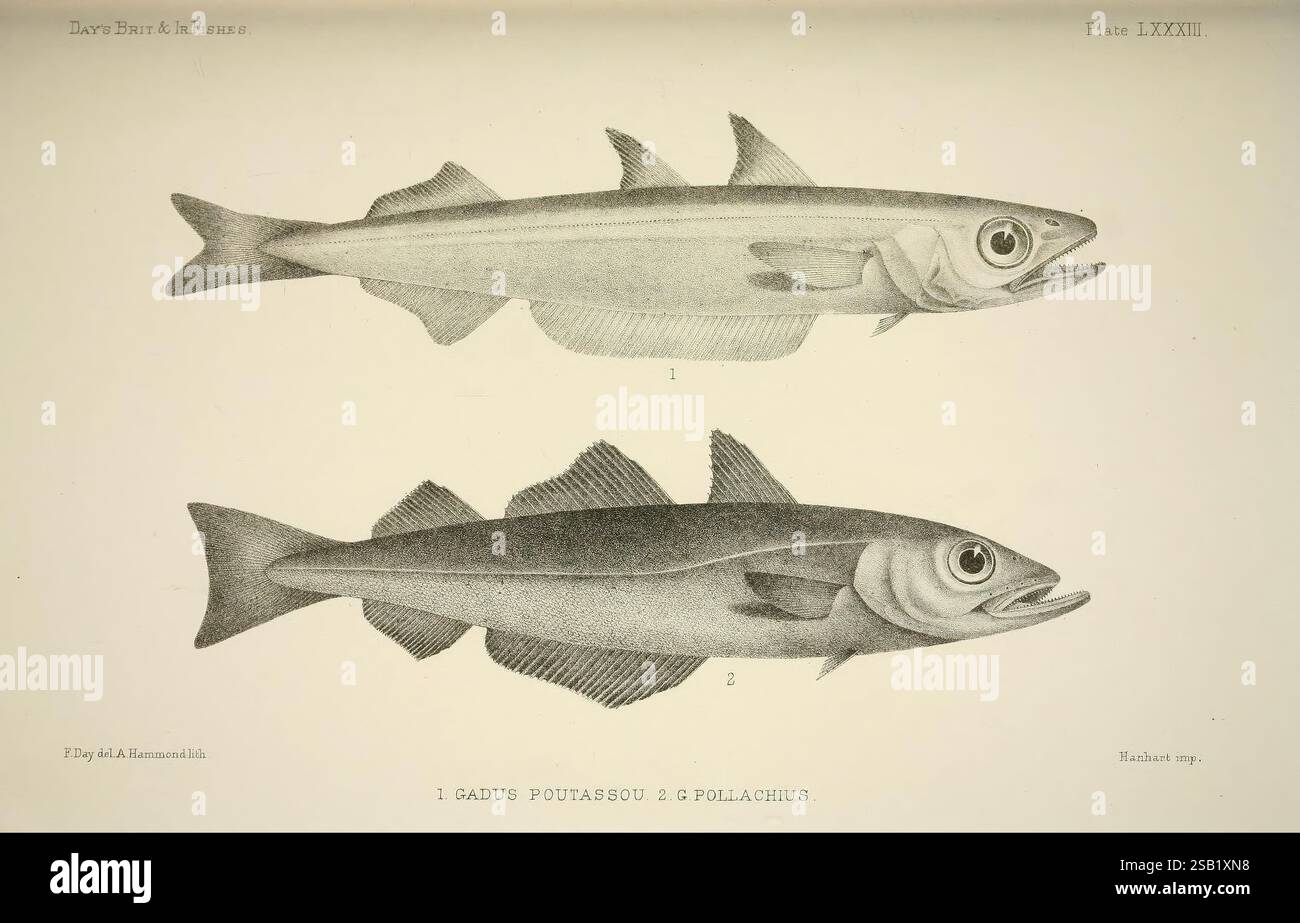 The fishes of Great Britain and Ireland, Edinburgh, 1880-1884, Great ...