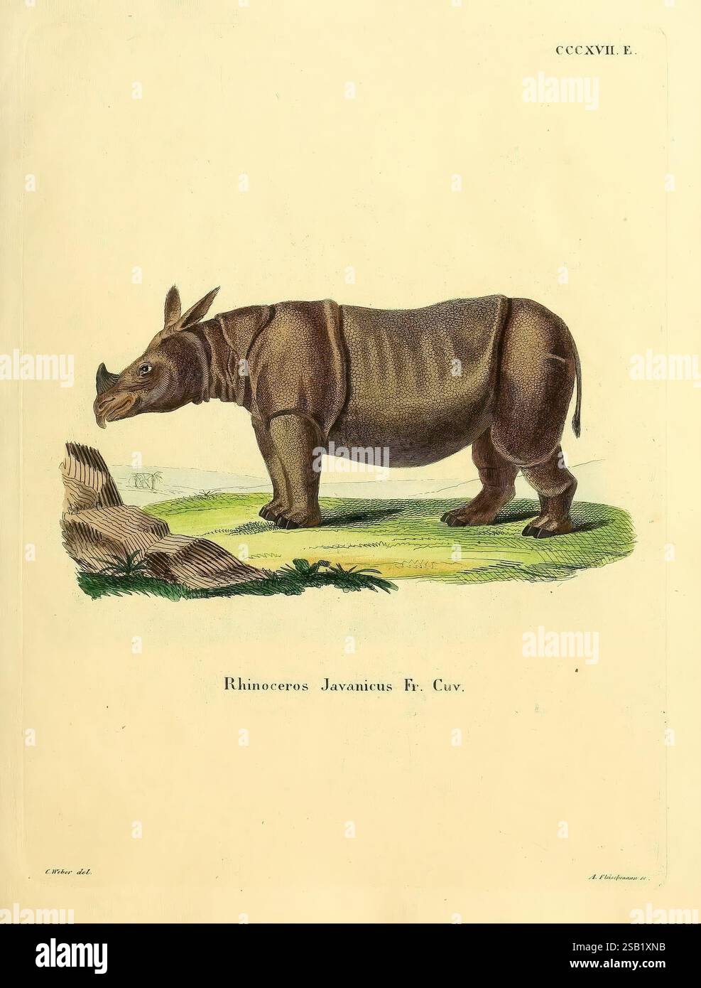 Rhinoceross thick skin hi-res stock photography and images - Alamy