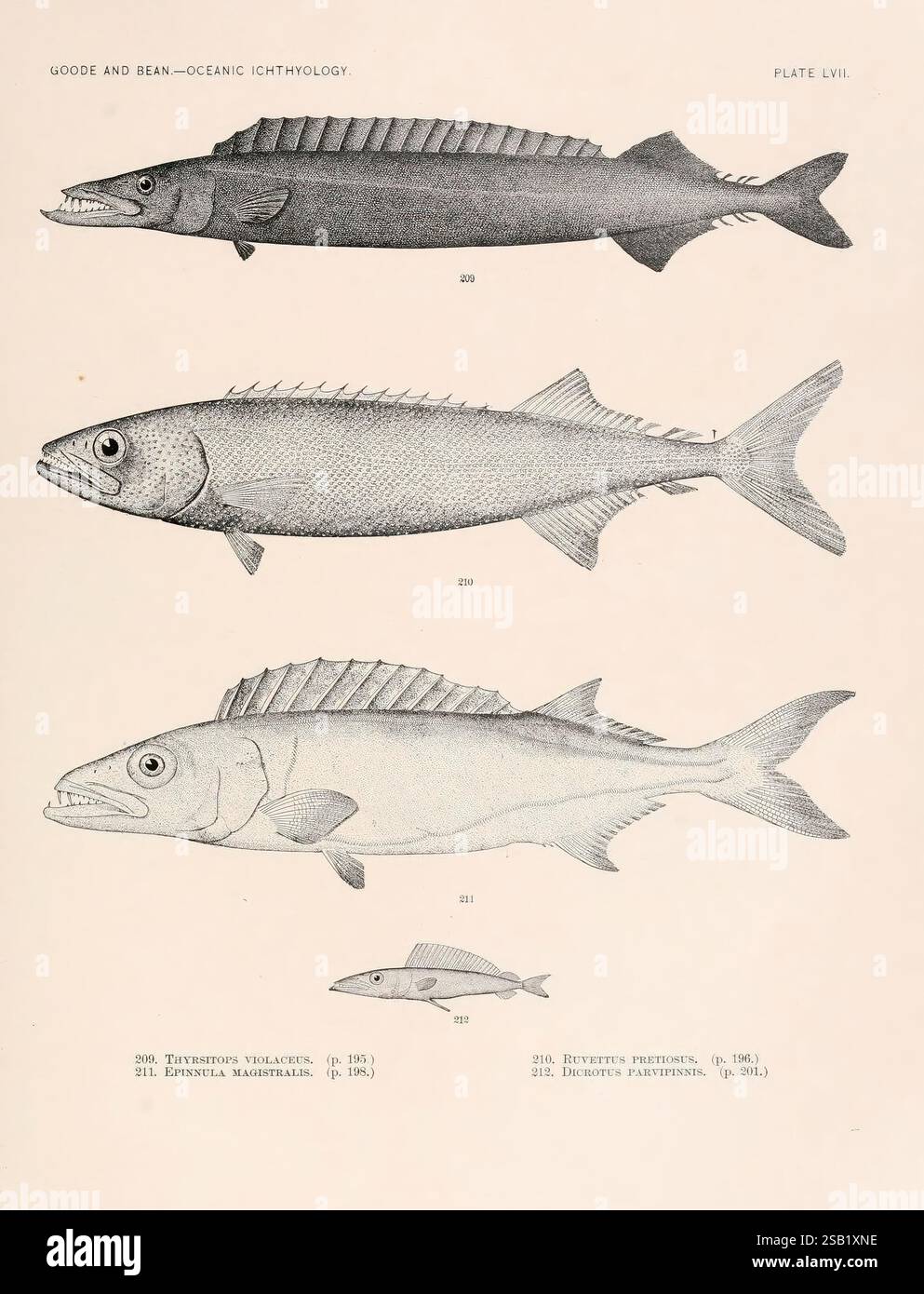 Fin structure indicative hi-res stock photography and images - Alamy