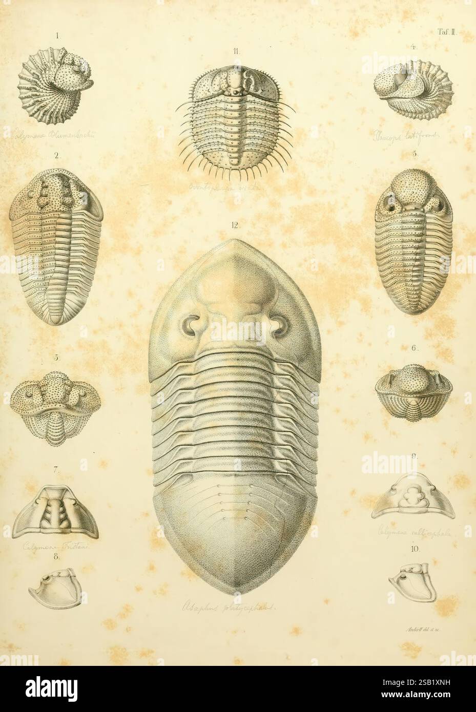 Die Organisation der Trilobiten aus ihren lebenden Verwandten ...