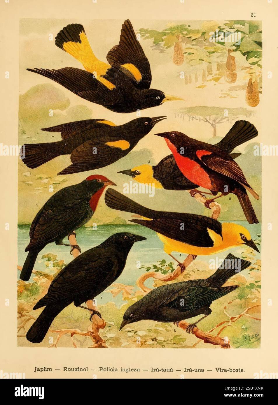 Album de aves amazonicas, Zürich, Impressão do Instituto Polygraphico a ...