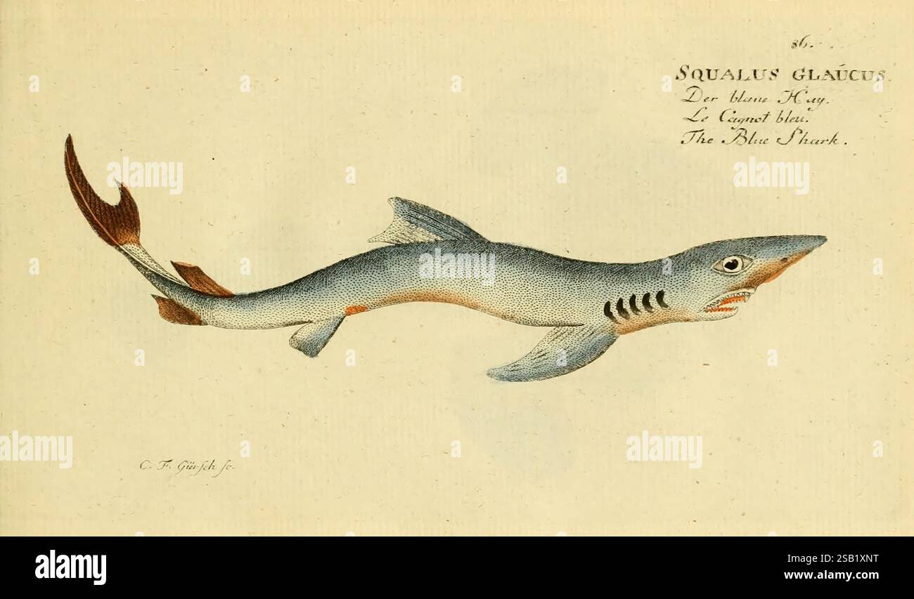 Sharks agile form hi-res stock photography and images - Alamy