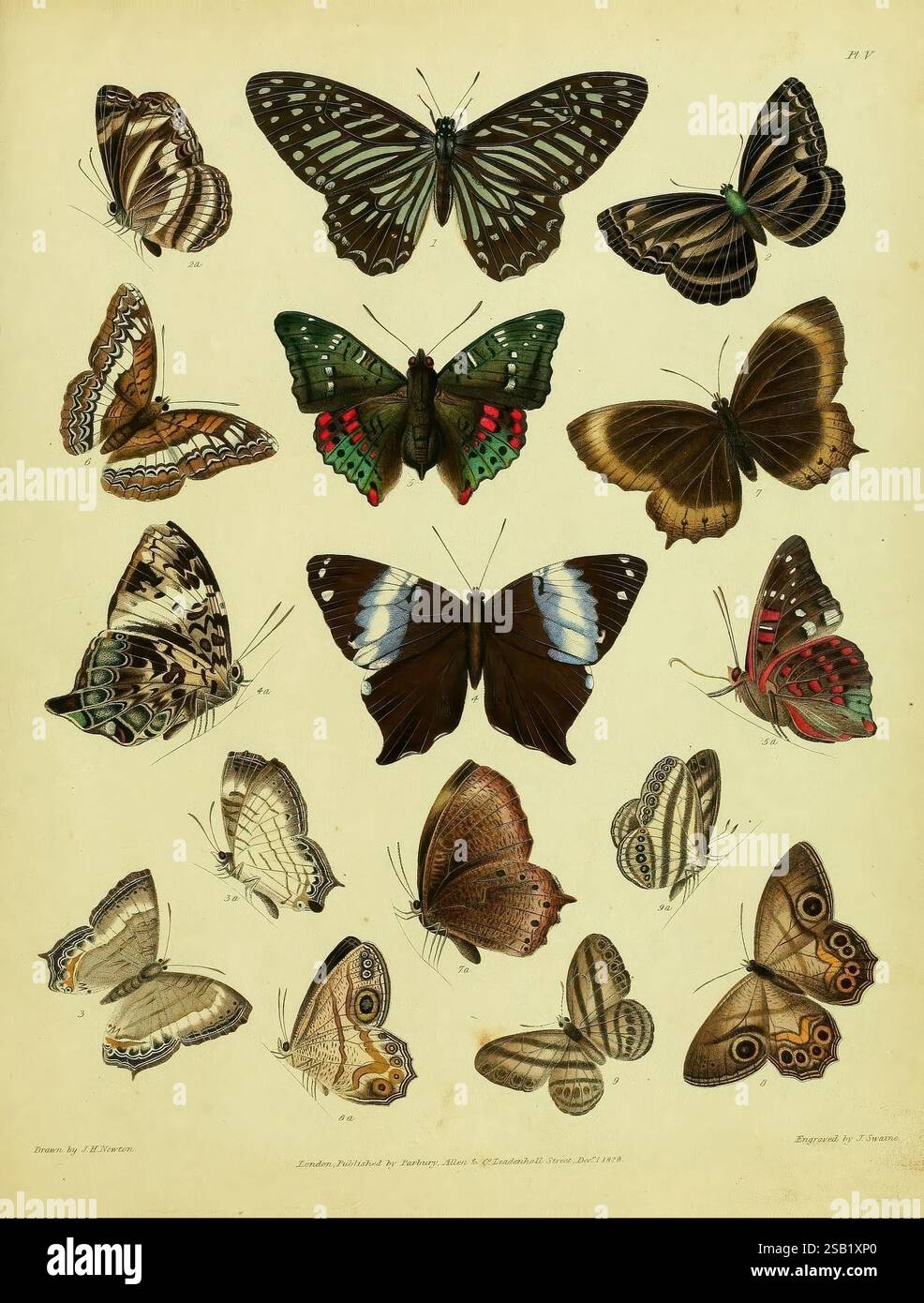 Descriptive Catalogue of the Lepidopterous Insects contained in the ...