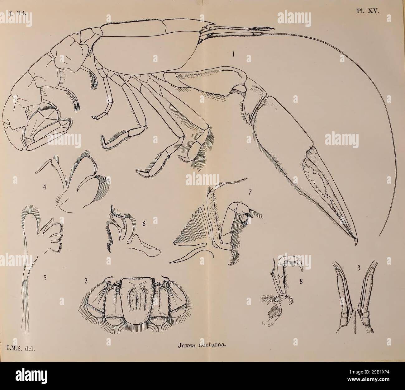 Detailed scientific representation of various isopod species hi-res ...
