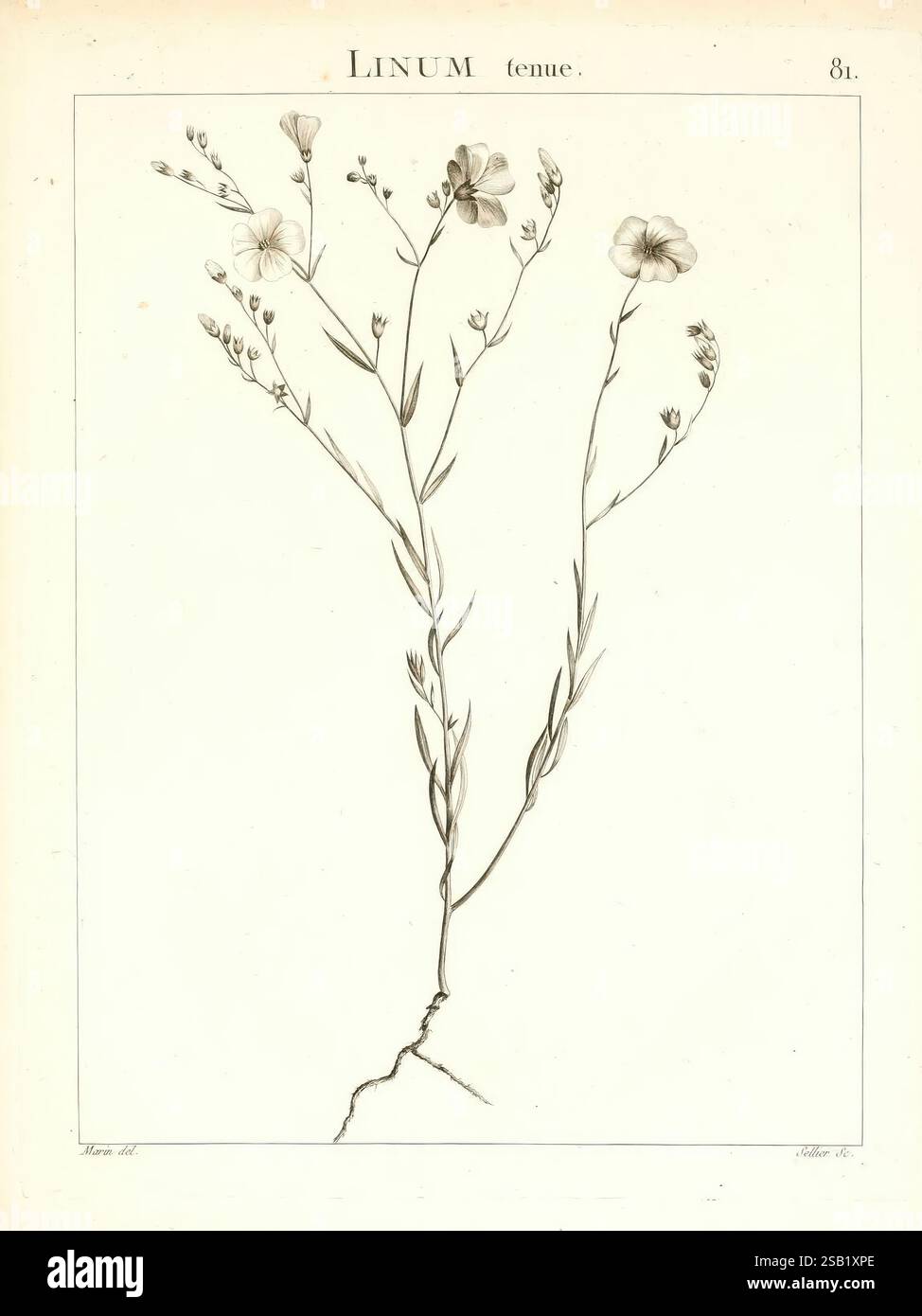 Plant species linum tenue hi-res stock photography and images - Alamy