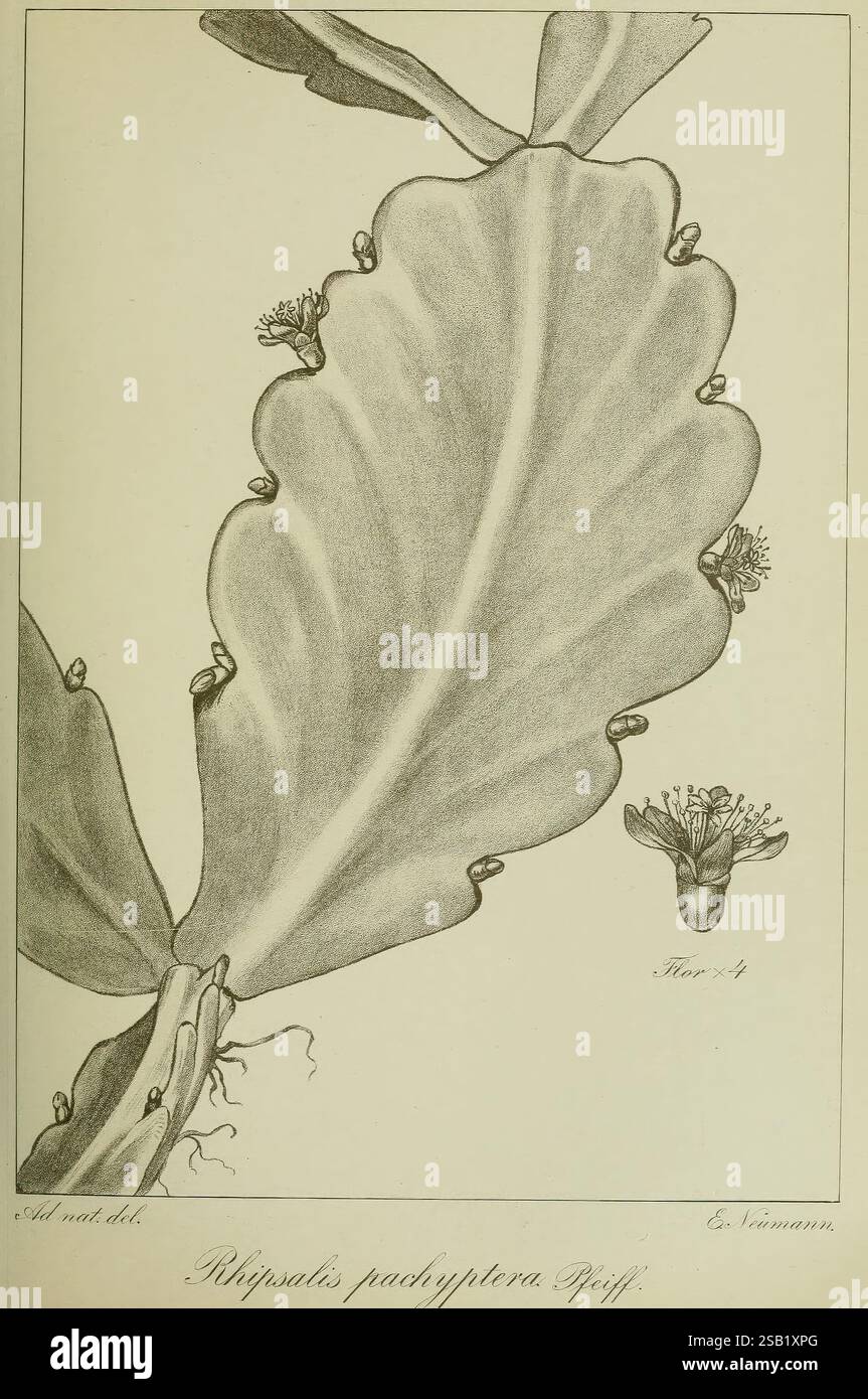 Small inset depicts hi-res stock photography and images - Alamy