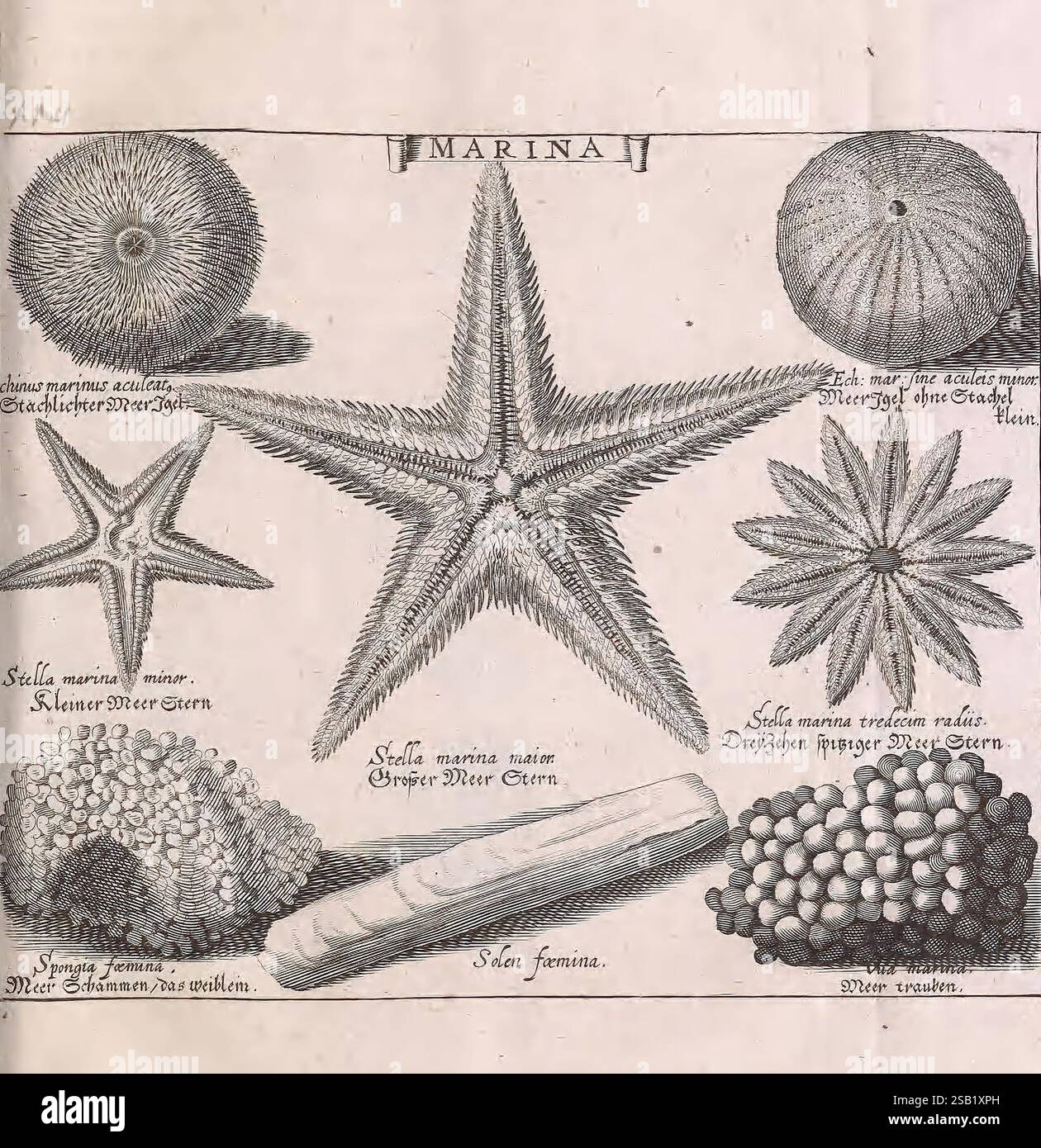 Exhibiting distinctive arm structures hi-res stock photography and ...