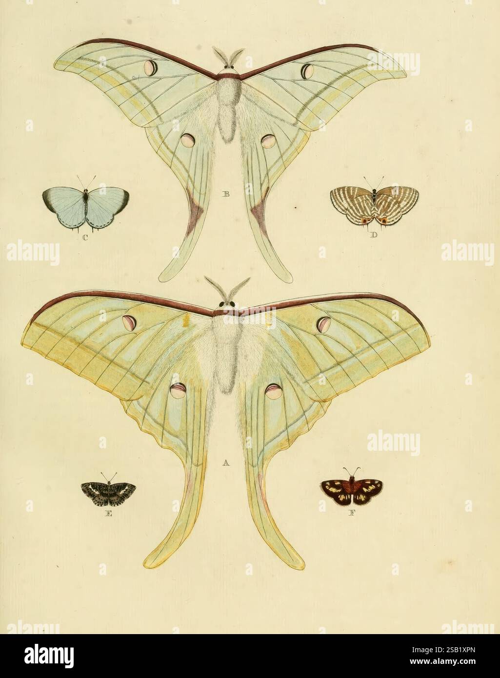 Subtle blue butterfly labeled hi-res stock photography and images - Alamy