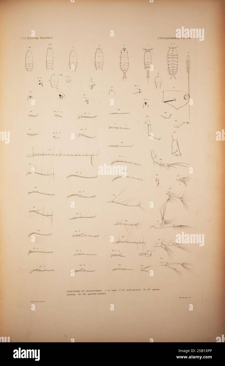 Various cyclops species hi-res stock photography and images - Alamy