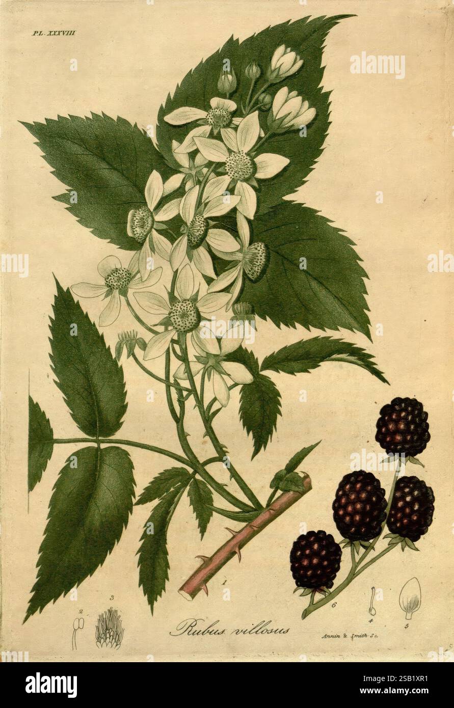 American medical botany, Boston: Cummings and Hilliard, 1817-1820 ...