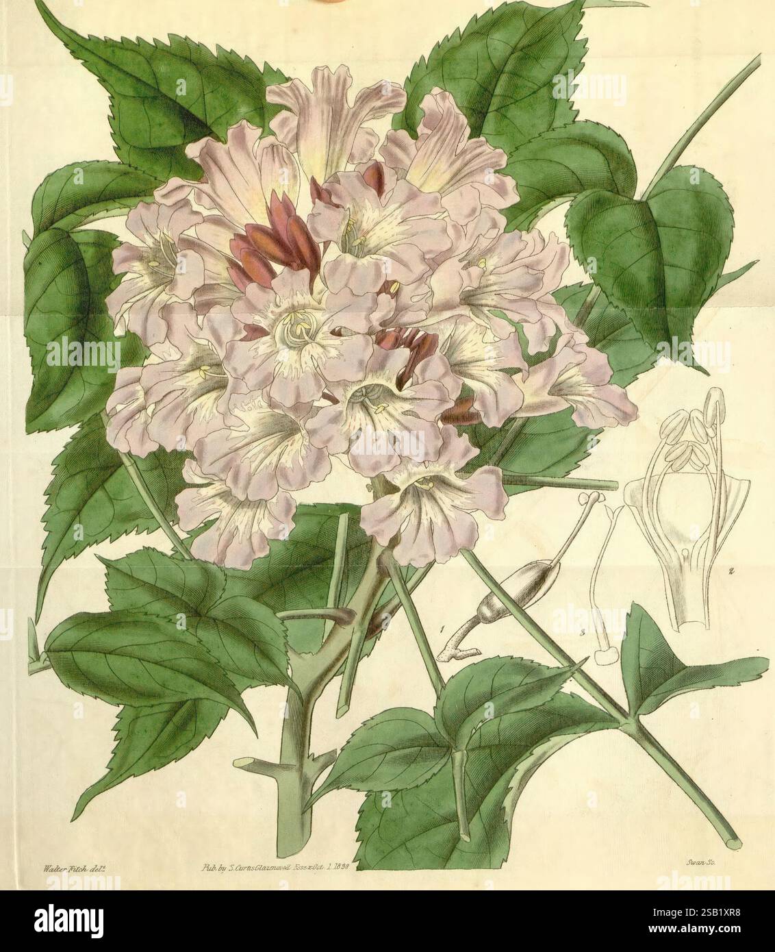 Curtis's Botanical Magazine, London, New York, botany, periodicals ...