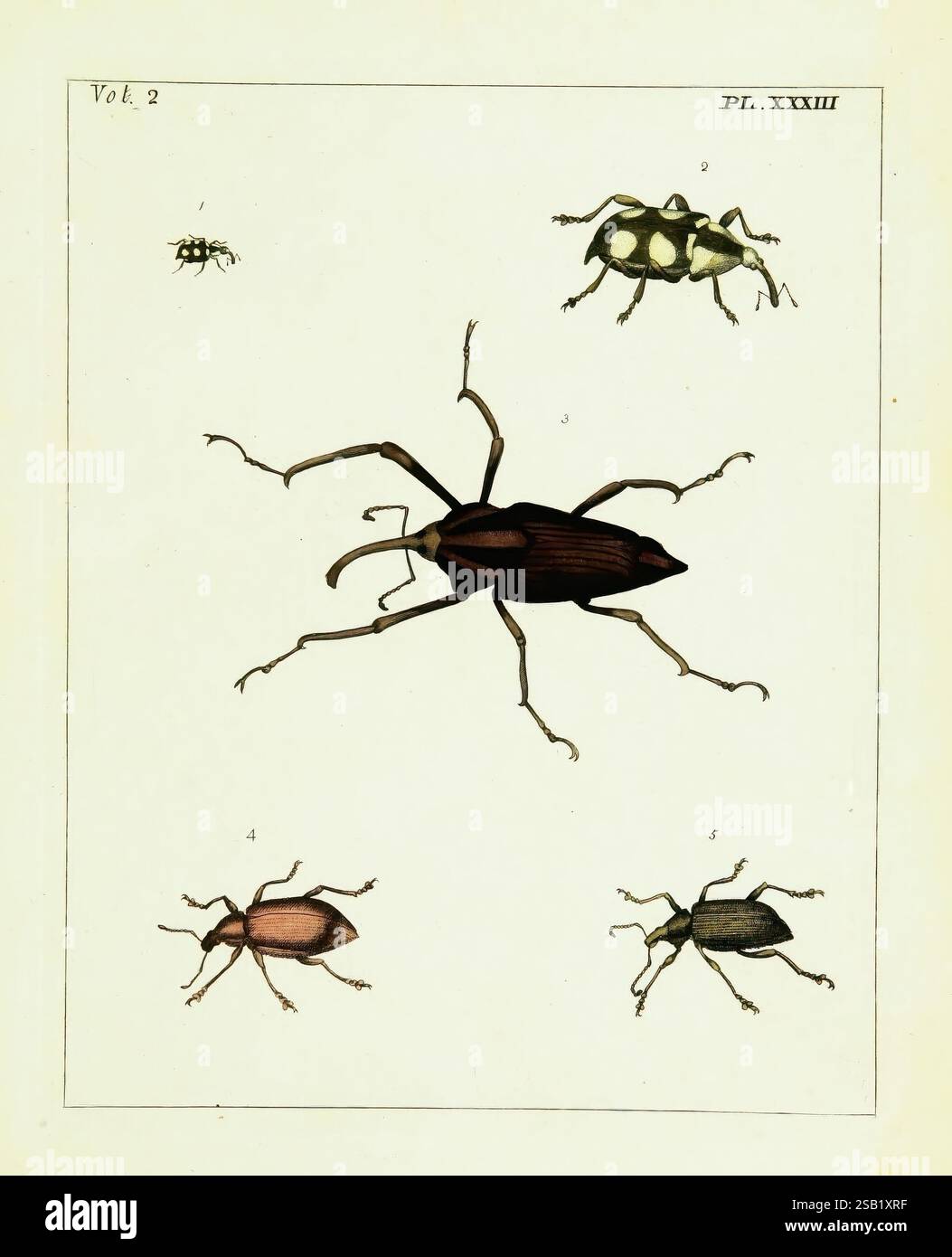 Two additional beetle varieties hi-res stock photography and images - Alamy