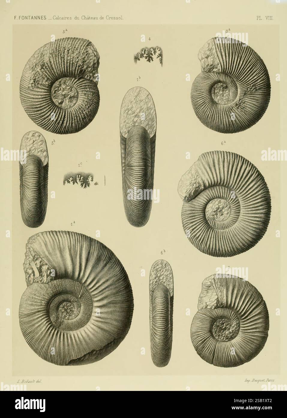 Showcasing distinct shell shapes hi-res stock photography and images ...