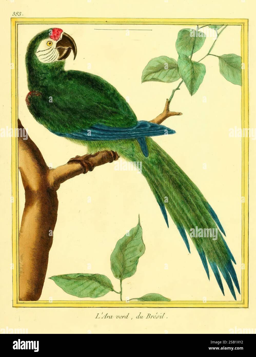 Patricks day zoology pictorial works hi-res stock photography and ...