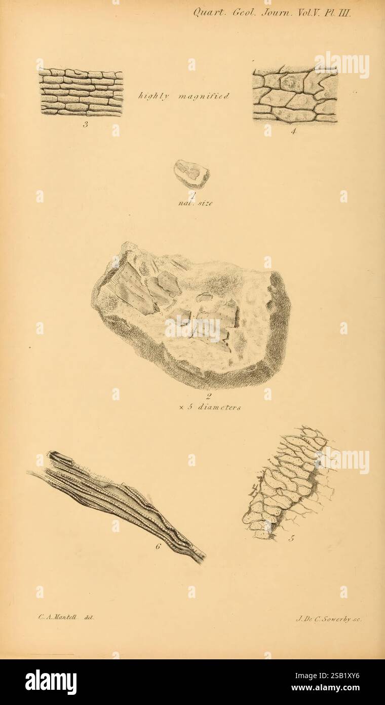 The Quarterly Journal of the Geological Society of London, v. 5 (1849 ...