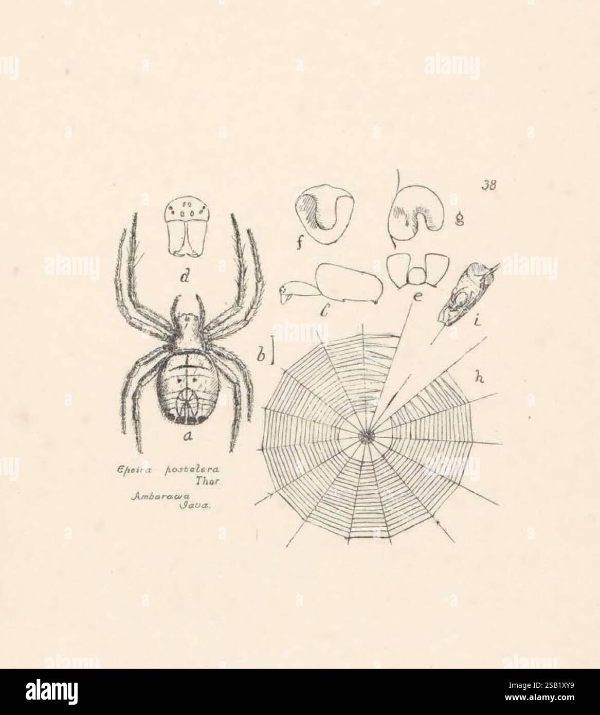Malaysian spiders Belfast T. Workman 1896-1900 Malaysia Pictorial works ...