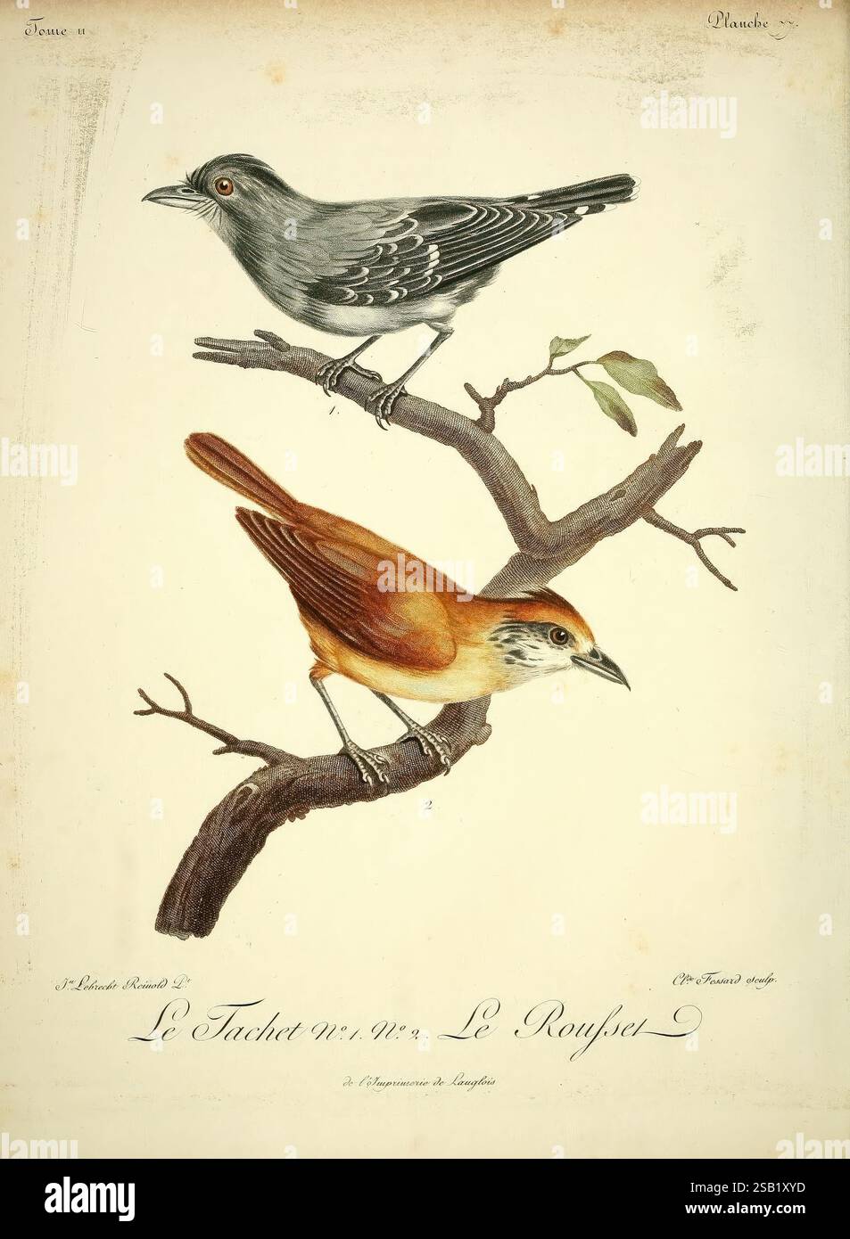 Upper bird features sleek gray plumage hi-res stock photography and ...