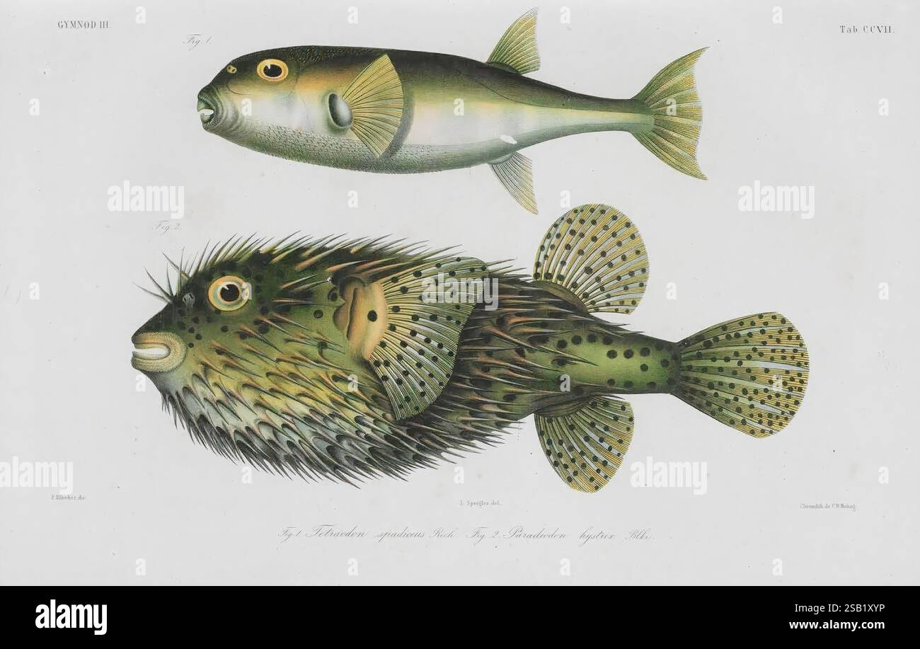 Scales exhibit subtle shading hi-res stock photography and images - Alamy