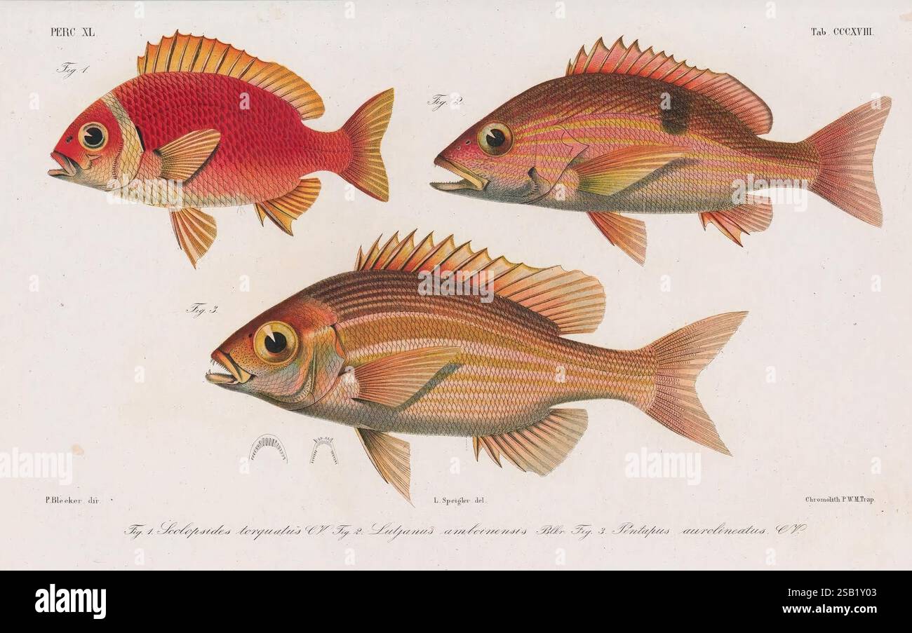 Predominant deep red coloration stands hi-res stock photography and ...