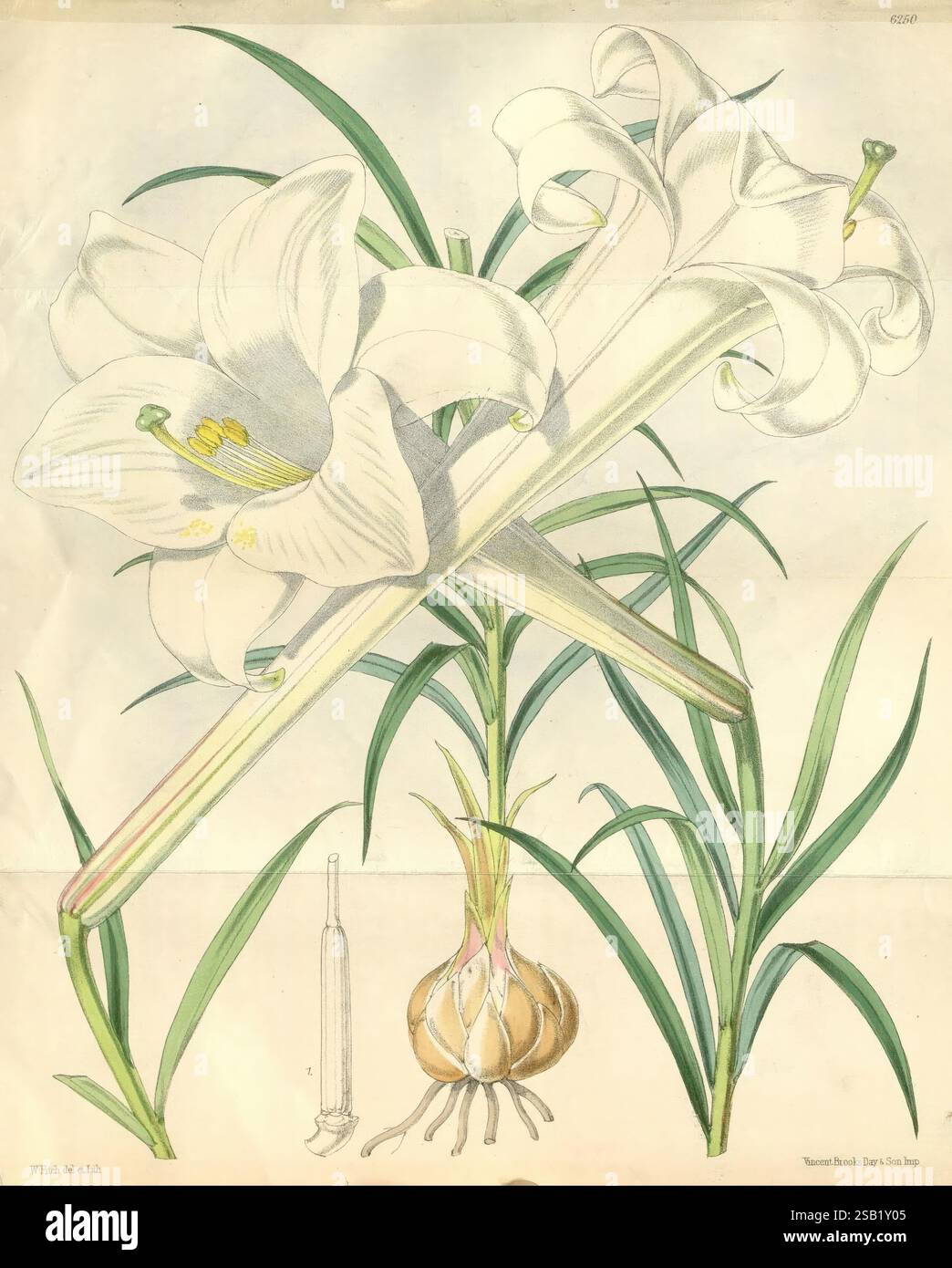 Curtis's Botanical Magazine London New York Botanical Illustration ...