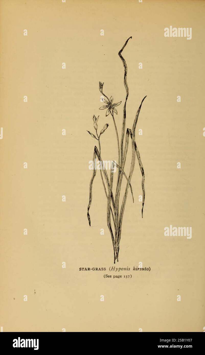 Harper's Guide to Wild Flowers New York Harper 1912 United States ...