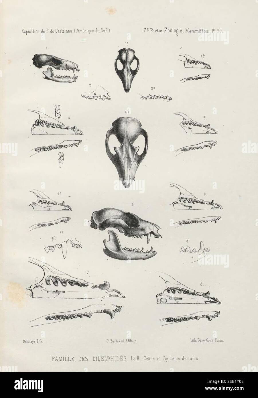 Didelphid skull hi-res stock photography and images - Alamy