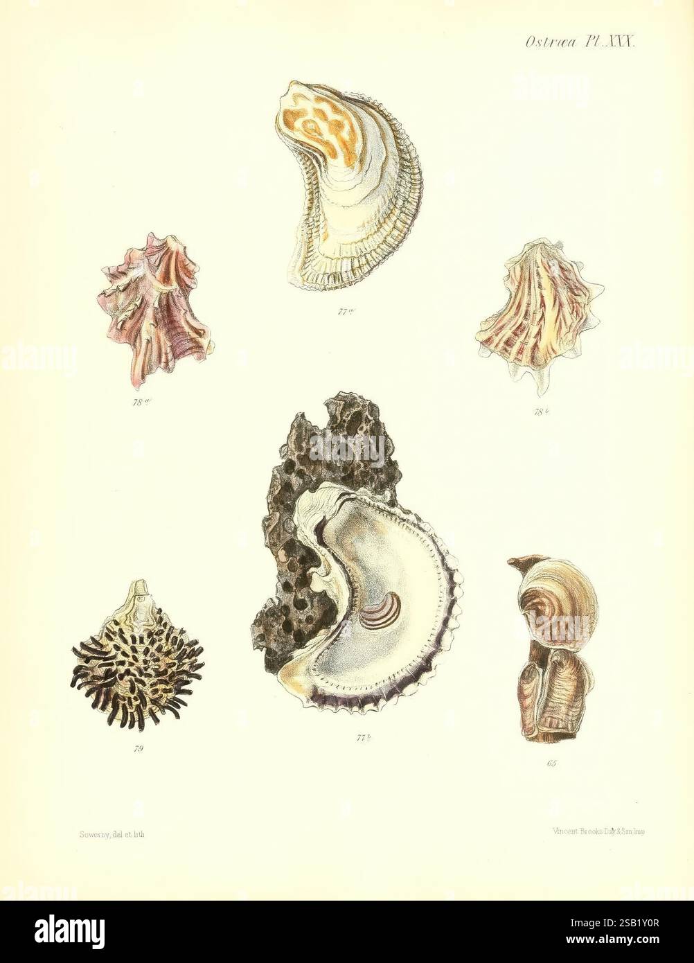 Conchologia Iconica, or Illustrations of the shells of molluscous ...