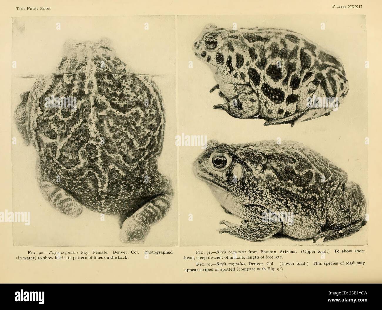 The frog book, New York,1907. Amphibians, North America, Toads, Bufo ...