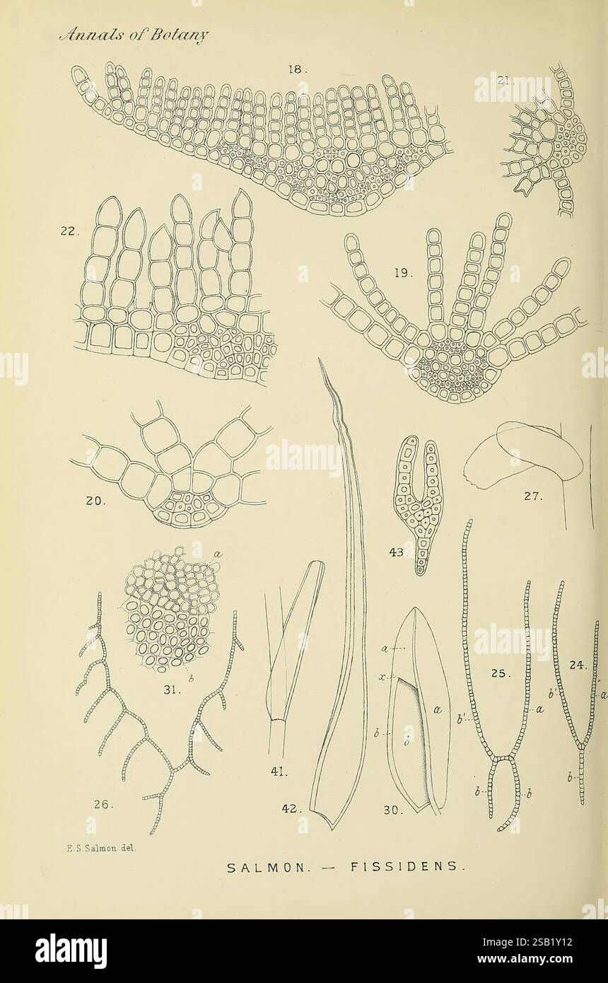 Labeled Figure Highlights Different Morphological Structures Hi Res