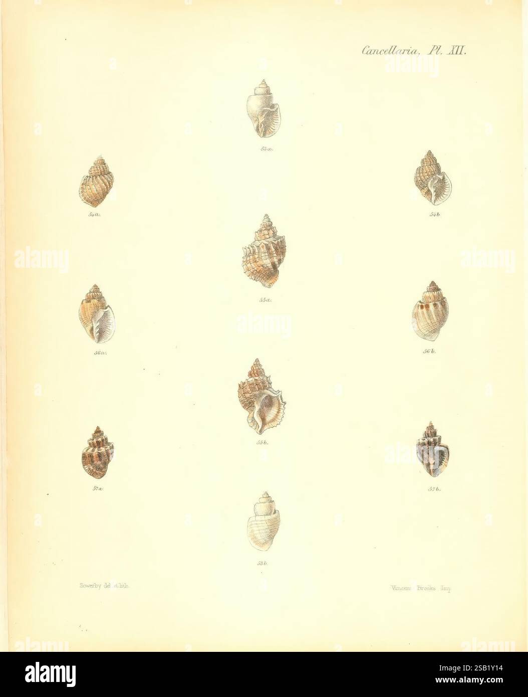 Marine animals catalog hi-res stock photography and images - Alamy