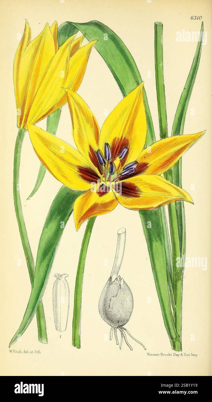 Curtis's botanical magazine, London, botanical illustration, botany ...