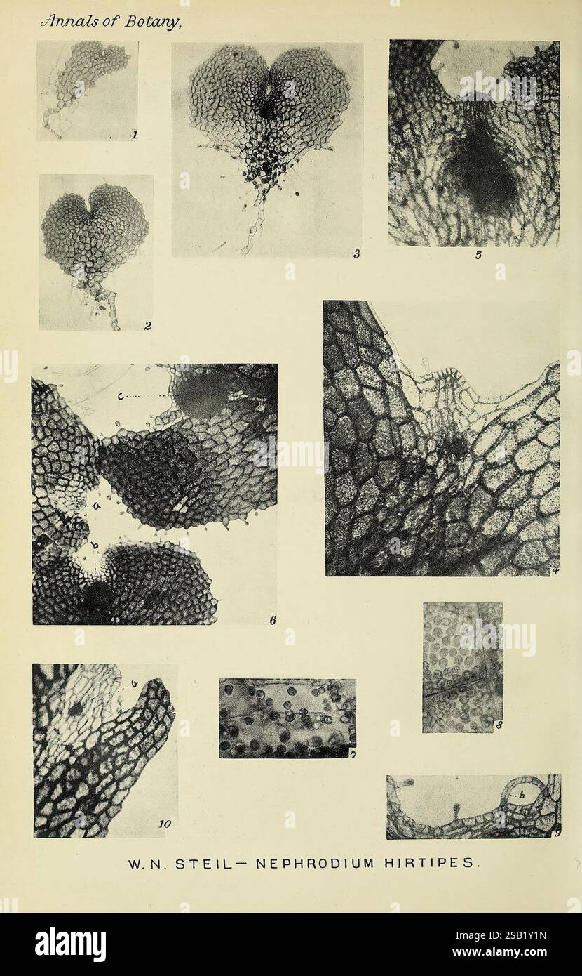 Section highlights different reproductive structures hi-res stock ...