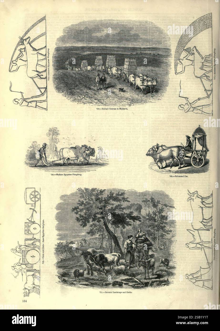 The pictorial museum of animated nature London, C. Cox, [1844 ...