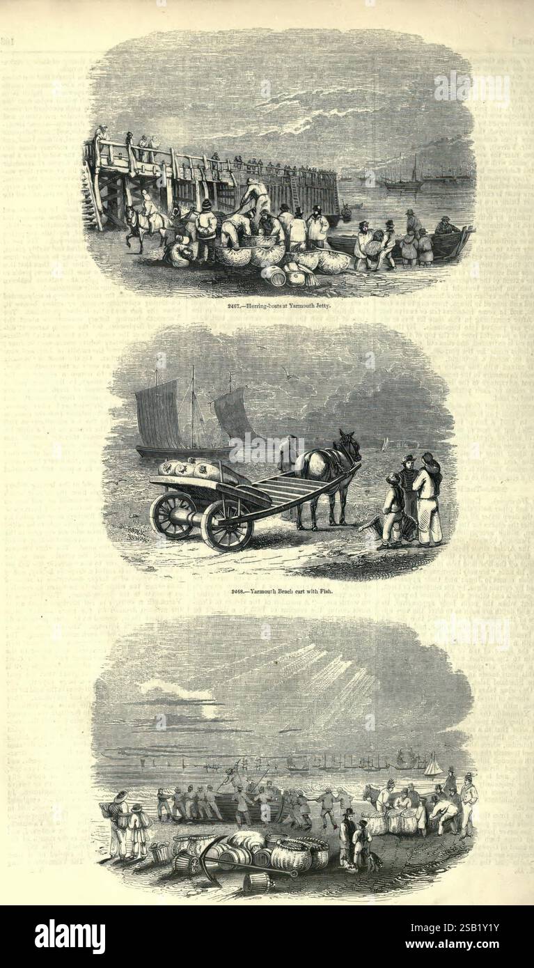 The, pictorial, museum, of, animated, nature, London, C. Cox, [1844 ...